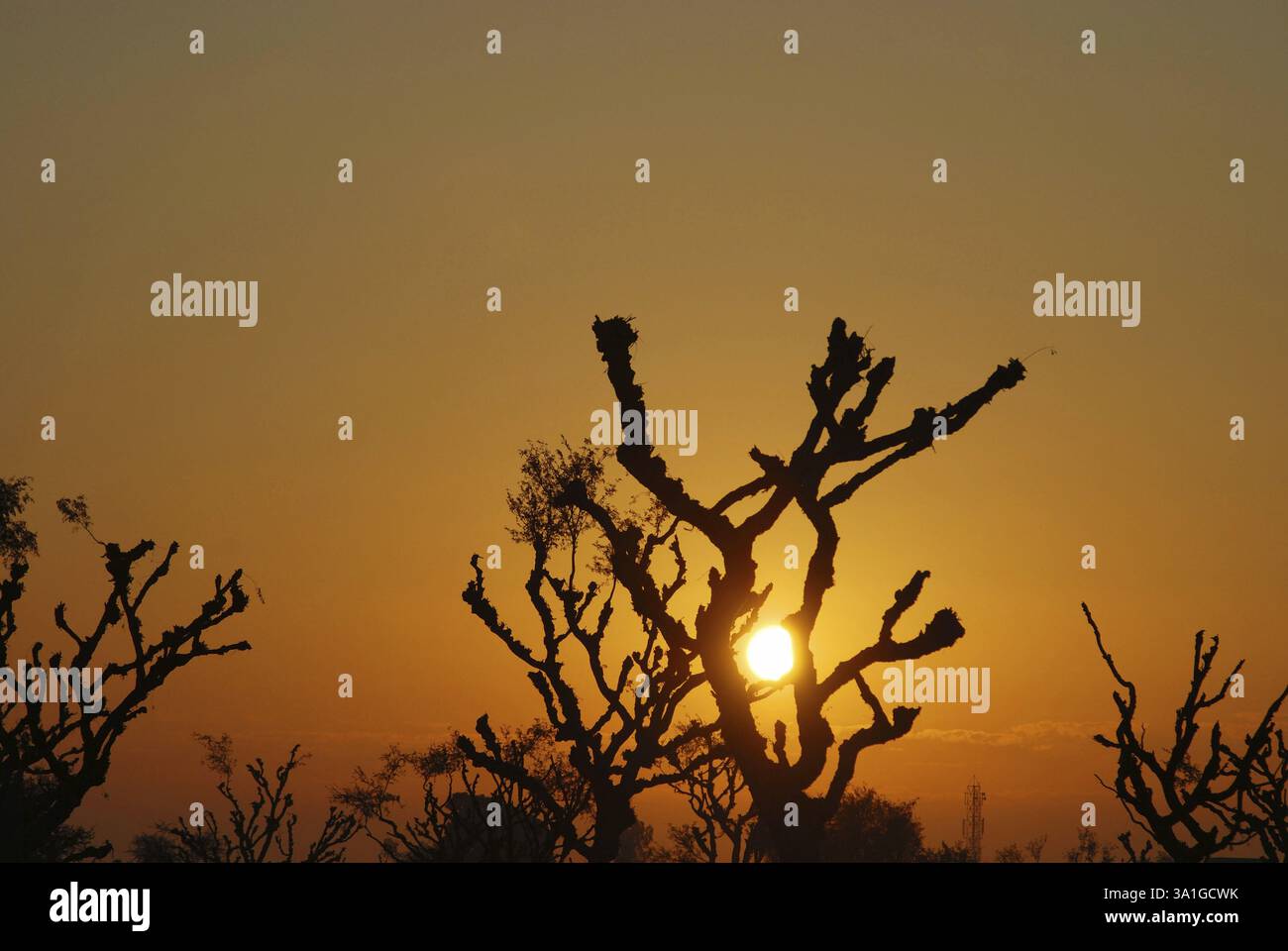 Sun rising behind trees, Ladnun, Rajasthan, India, Asia Stock Photo - Alamy