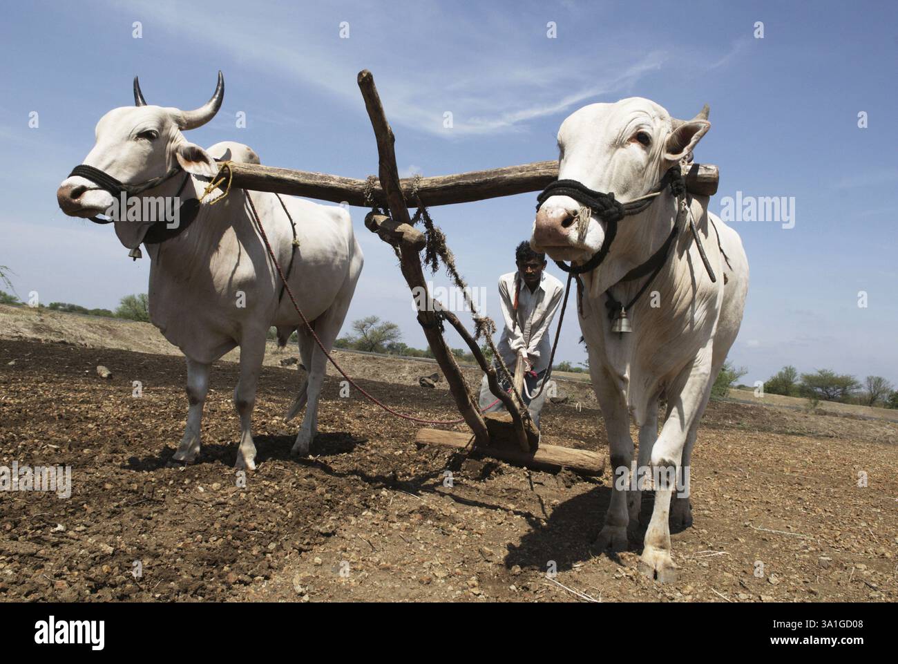 Man ploughing agricultural land, Marathwada, Maharashtra, India, Asia ...