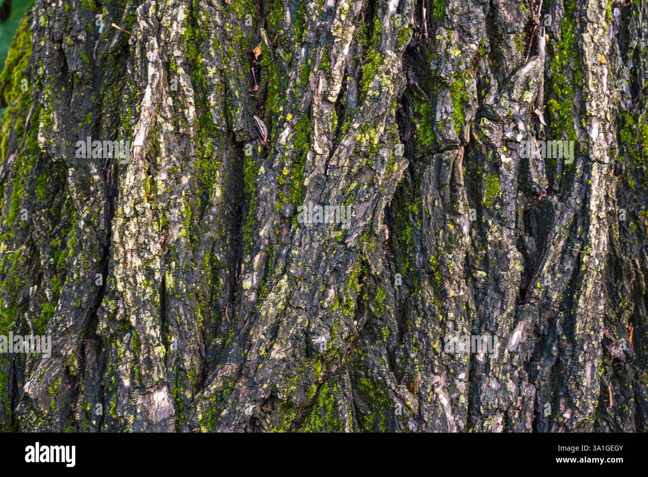 Close-up of tree bark covered in green moss, showing rough texture. Natural background Stock ...