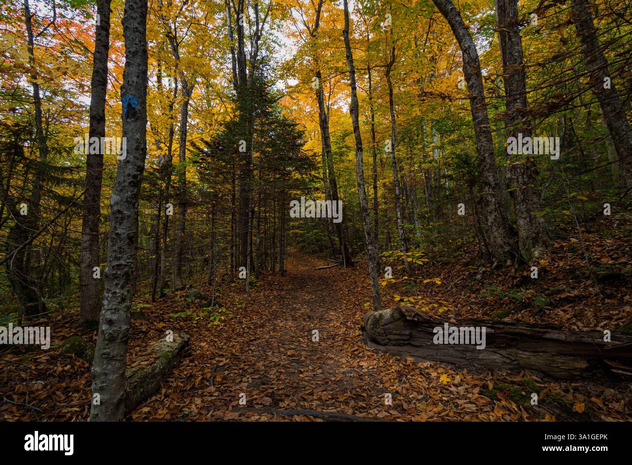 Crwaford Notch State Park, White Mountains, New Hampshire Stock Photo ...