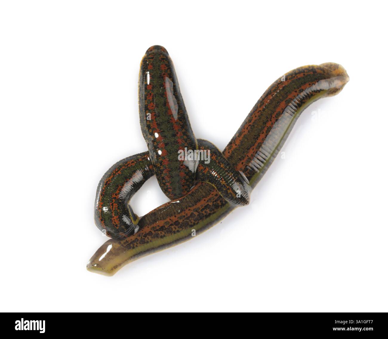 Medicinal leeches isolated on white, top view Stock Photo - Alamy