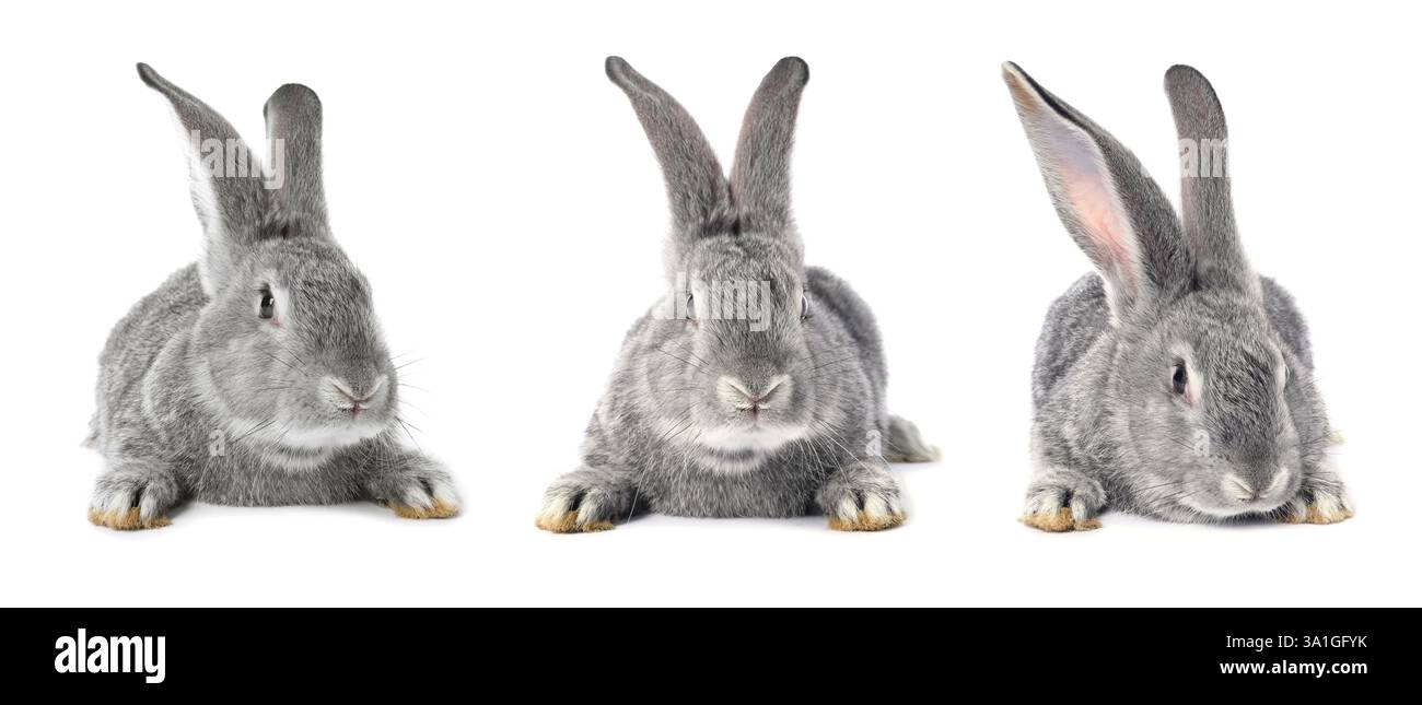 Pretty cute little grey bunny Cut Out Stock Images & Pictures - Alamy