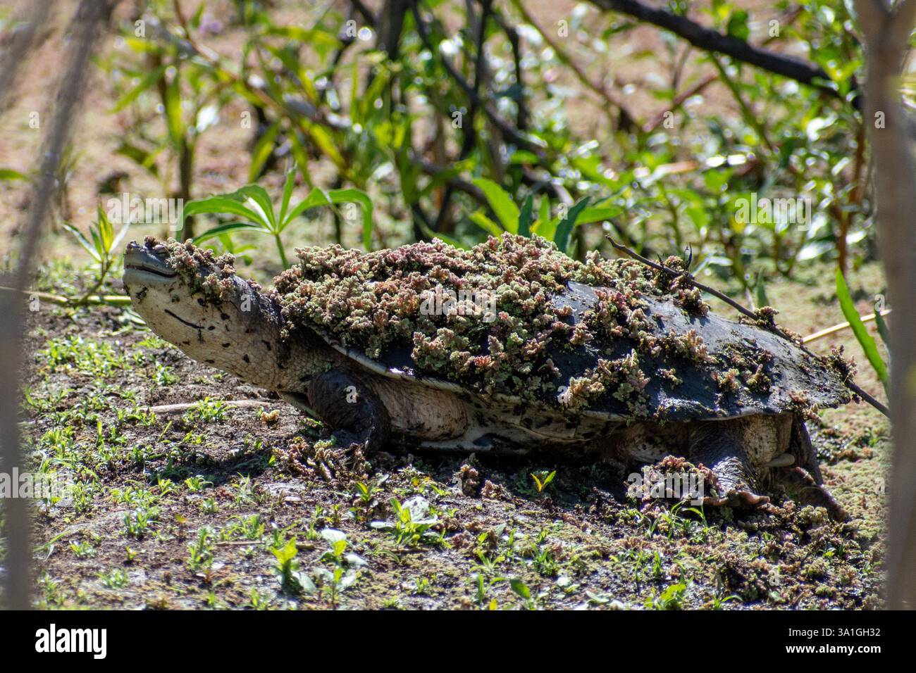 A smiling Hilaire’s side-necked turtle (Phrynops hilarii), also known ...