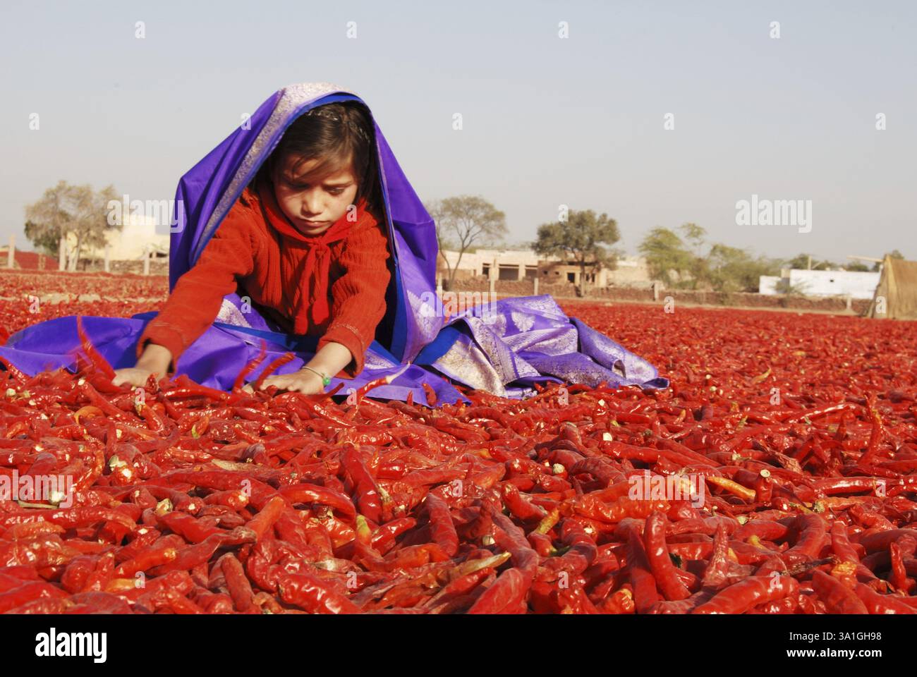 Girl doing chilli drying process, Mathania, Jodhpur, Rajasthan, India ...
