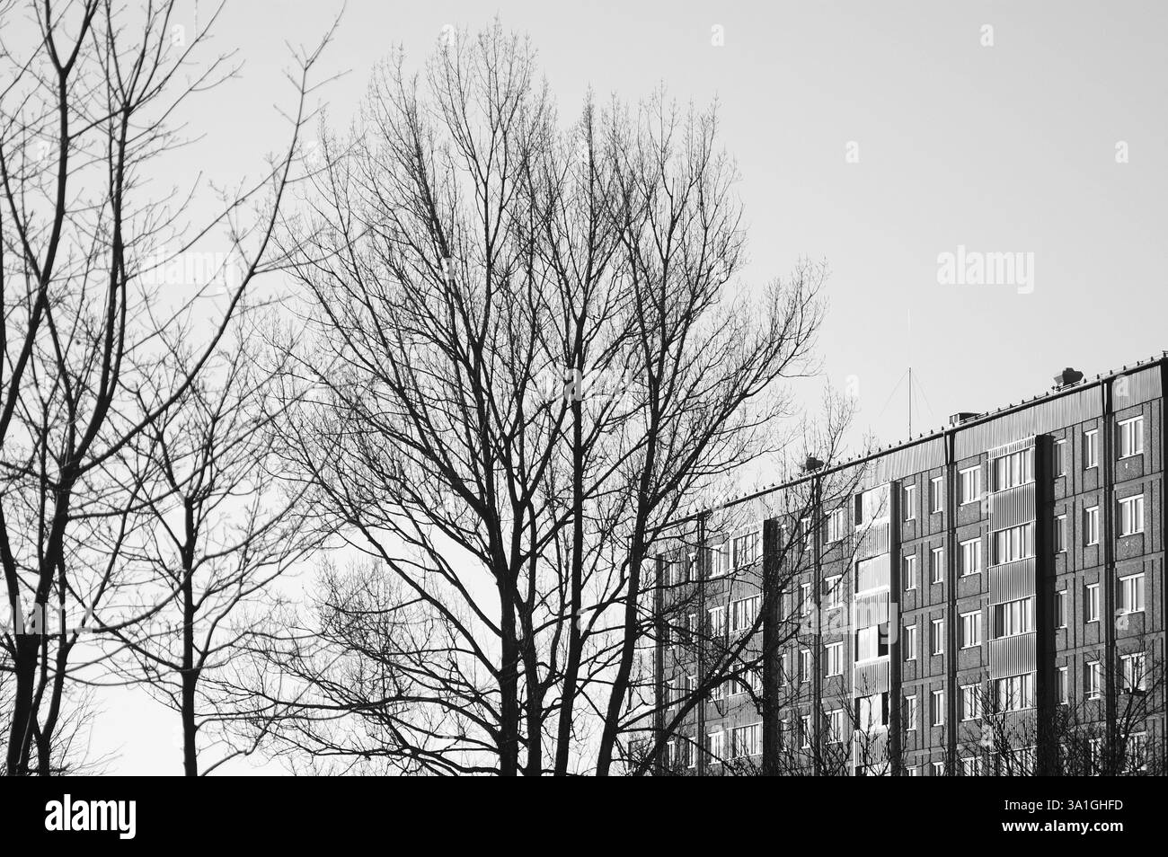 Deciduous trees without leaves Black and White Stock Photos & Images ...