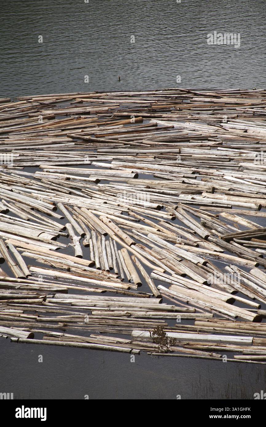 Wood logs floating on water kept for seasoning near echo point at lake ...