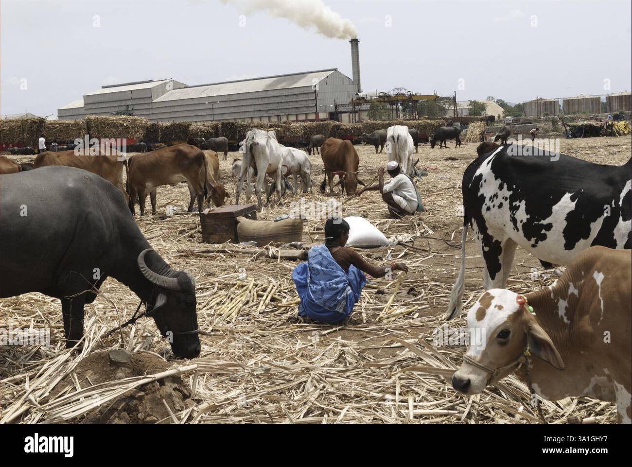 Migration due to water scarcity, Beed, Maharashtra, India, Asia Stock ...