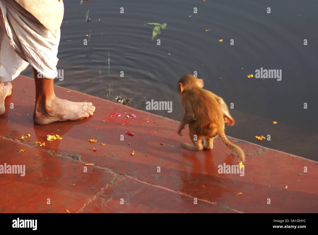 Baby monkey and pilgrim at Vishram ghat of Yamuna, Mathura, Uttar ...