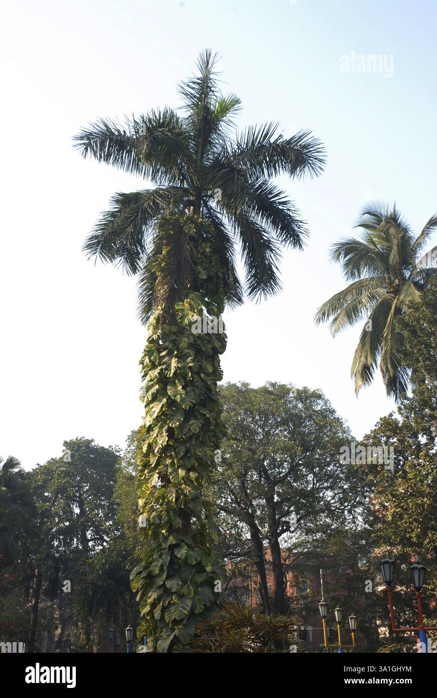 Palm tree, Harish Park, Harish Mukerji road, Calcutta, West Bengal ...