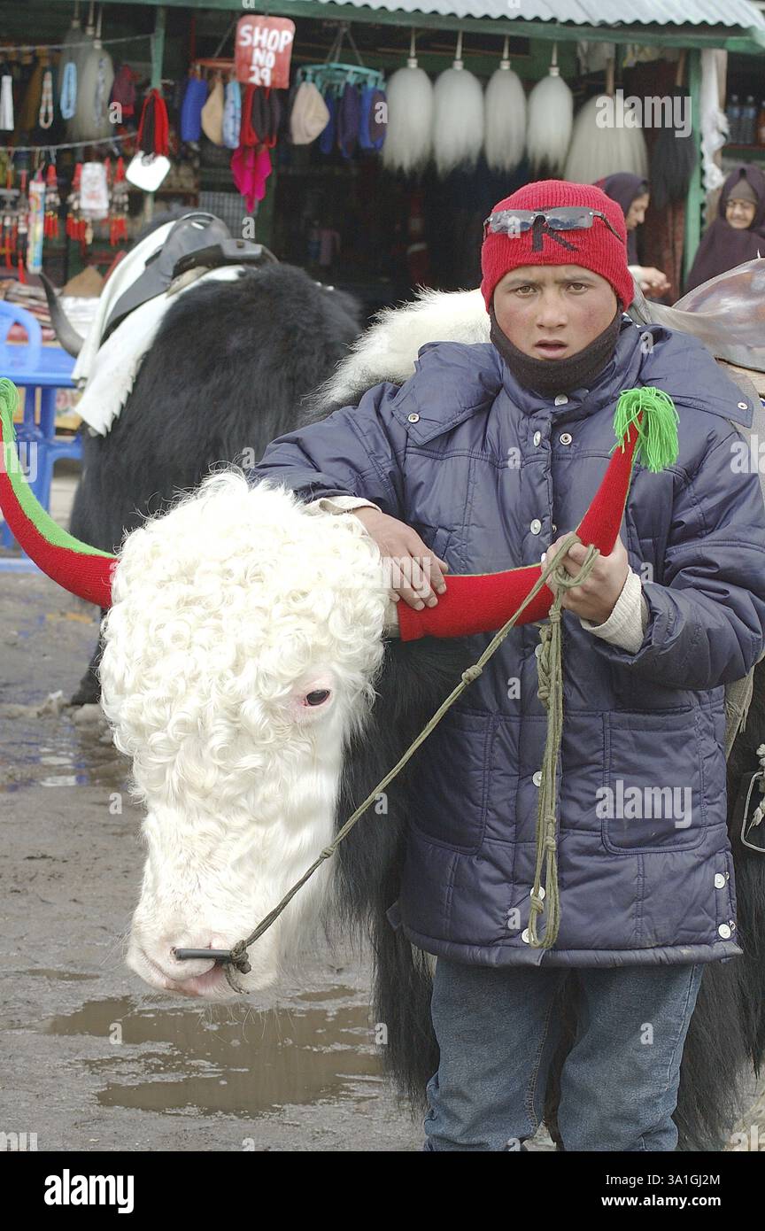 Man with animal Yak used for transportation, Gangtok, Sikkim, India ...