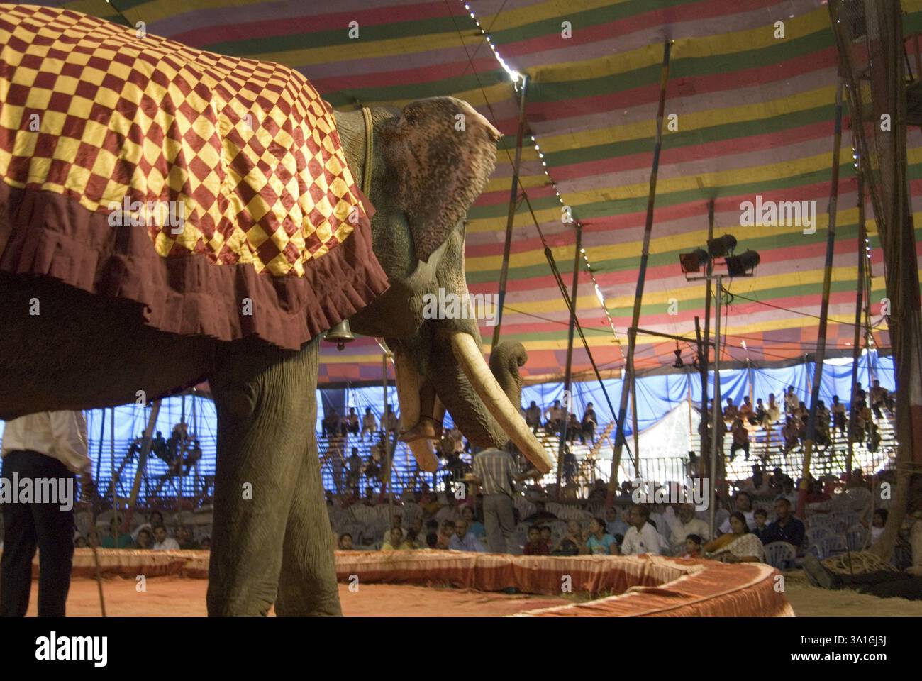 Elephant performing show in Empire Circus, Bombay Mumbai, Maharashtra ...