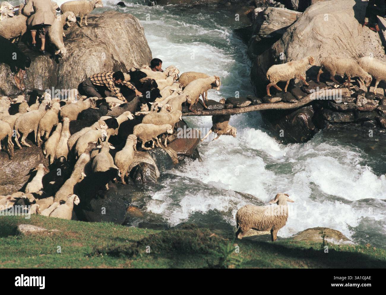 Sheep crossing wooden bridge over river, India, Asia Stock Photo - Alamy