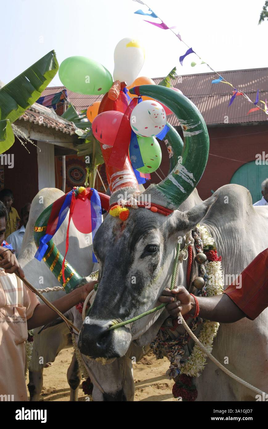 Decorated Cows and bullocks, farmers celebrating Pongal festival ...