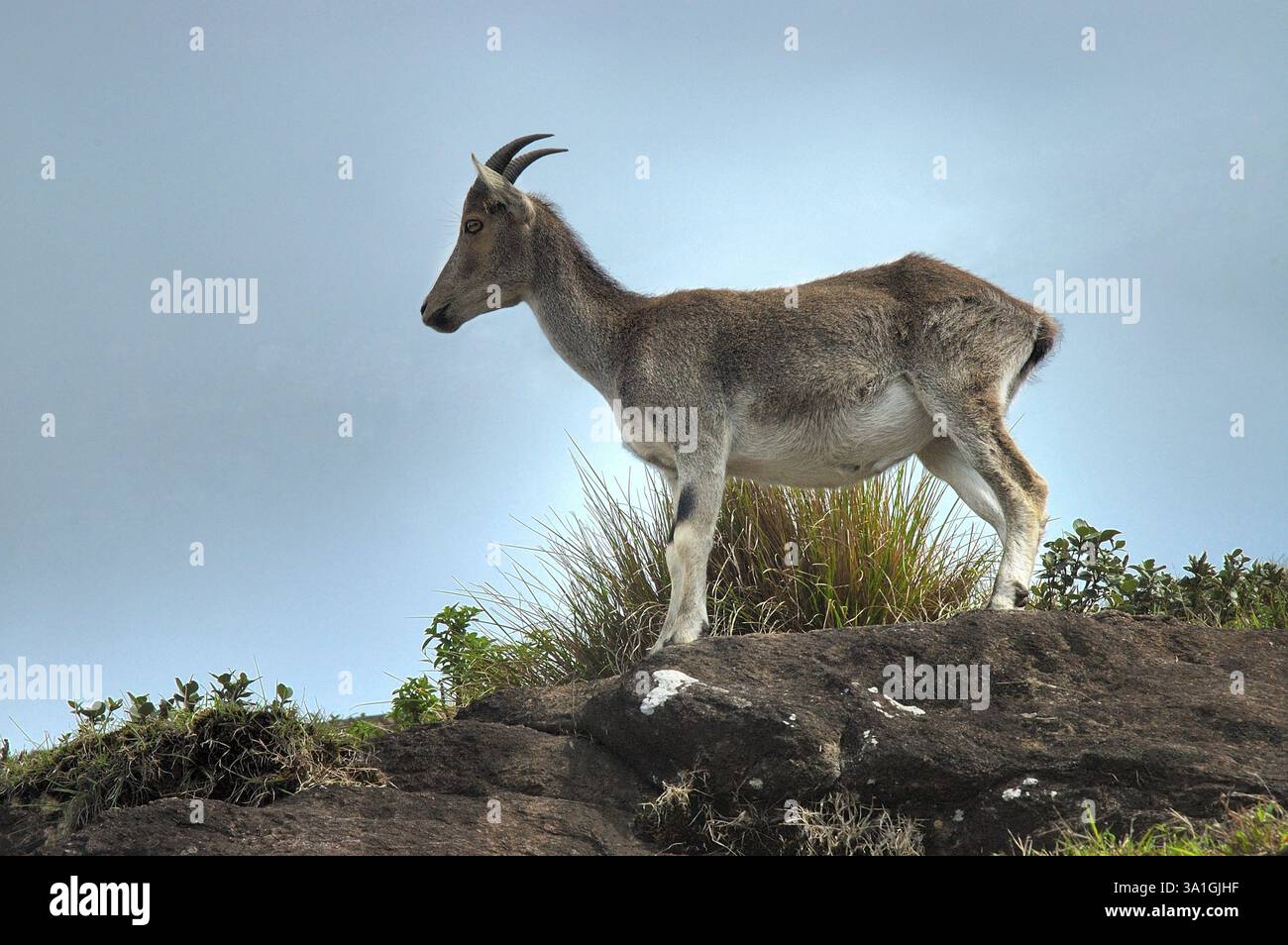 Nilgiri Thar wild goat in Eravikulam National Park at Munnar, Kerala ...
