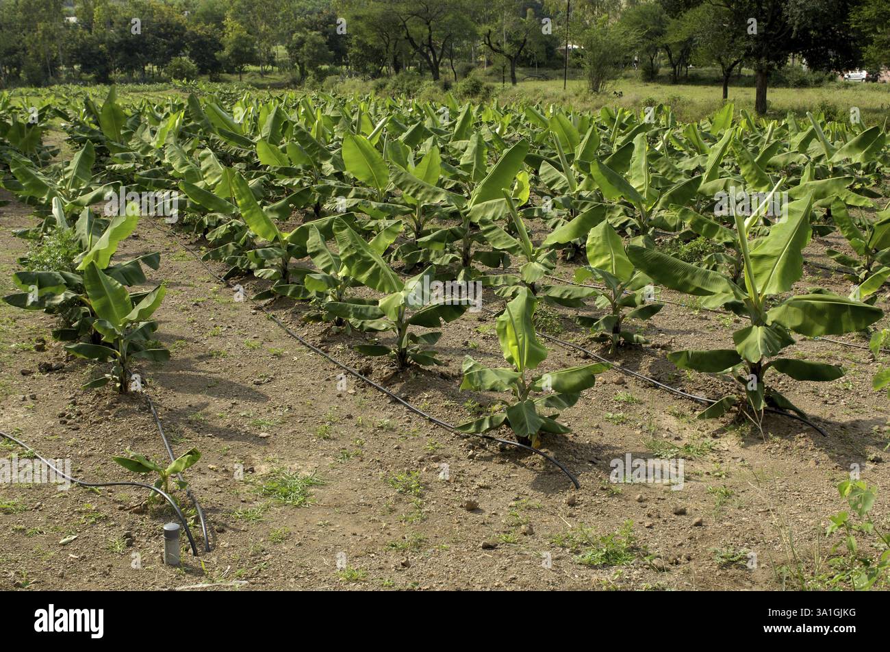 Banana plantation with drip irrigation at Ralegan Siddhi near Pune ...