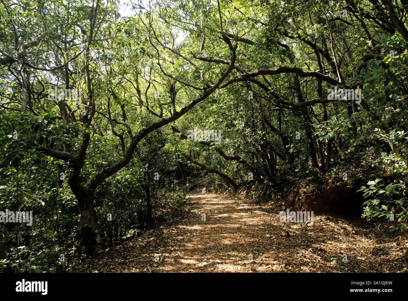 Road through forest of Matheran, district Raigad, Maharashtra, India ...