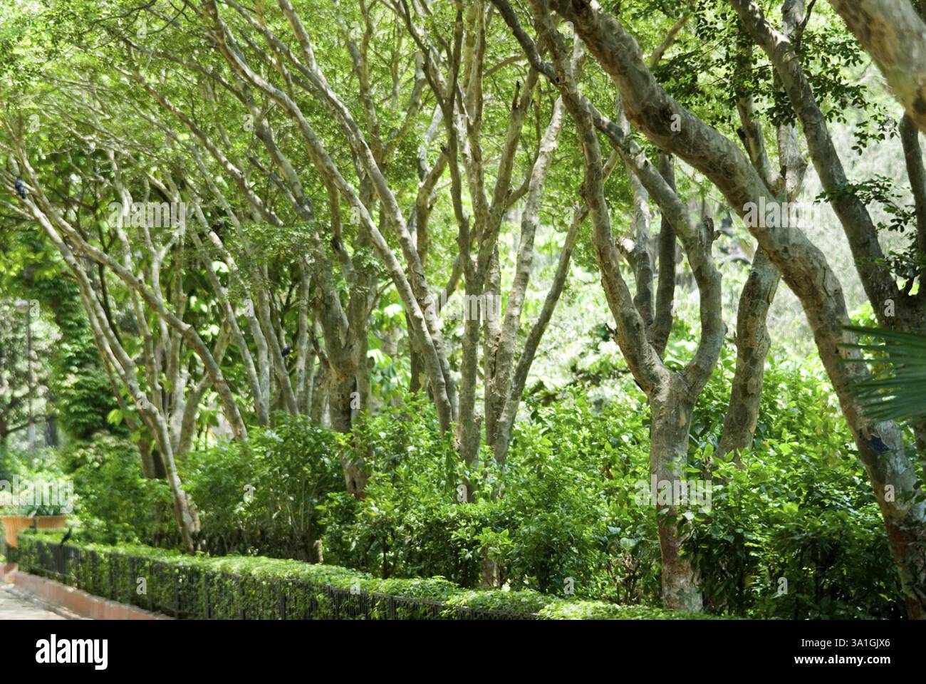 Greenery in jijamata garden, Bombay now Mumbai, Maharashtra, India ...