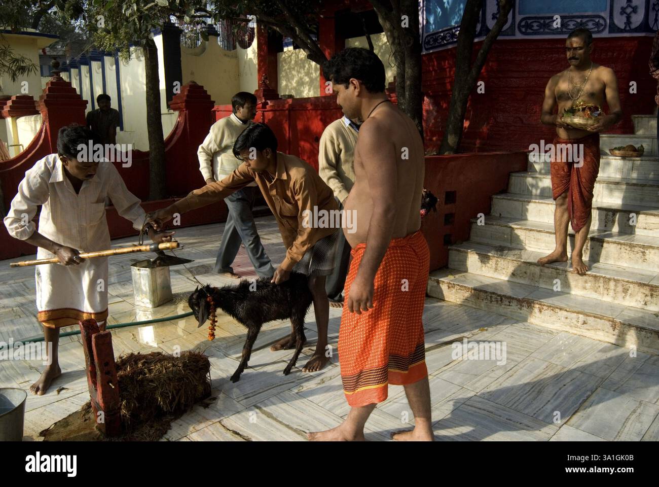Religious sacrifice of goat at Rajrappa temple and Maa Chhinna Mastika ...