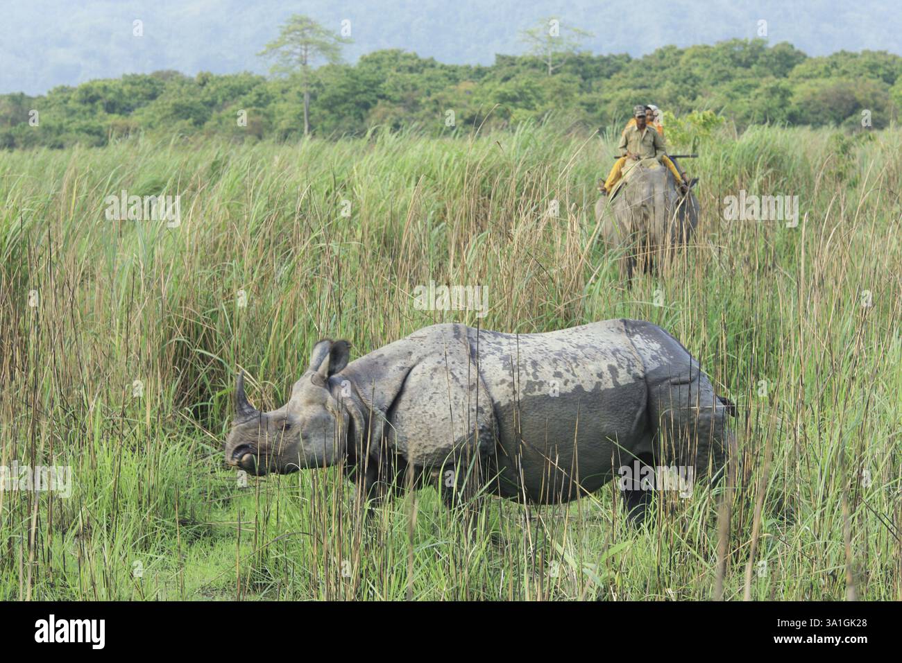 Rhino in Kaziranga National Park, Assam, India, Asia Stock Photo - Alamy