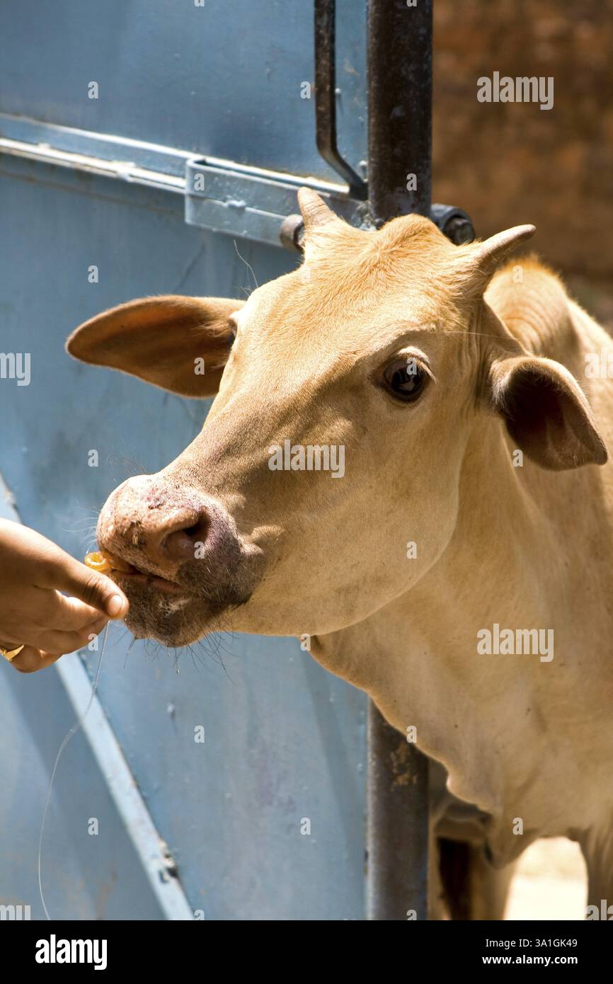 Cow eating leaf of bread, India, Asia Stock Photo - Alamy