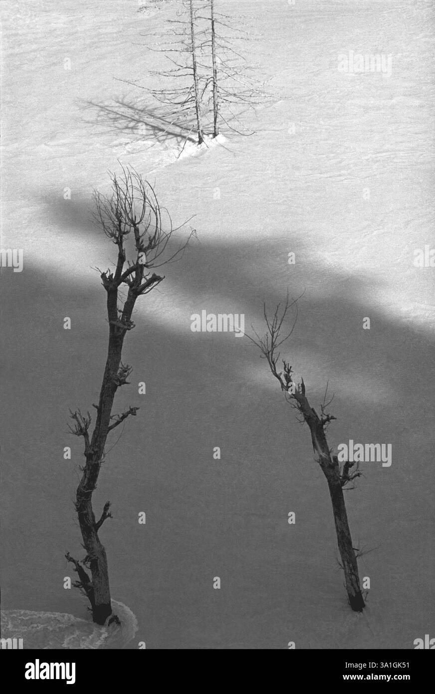 Form of trees Stock Photo - Alamy