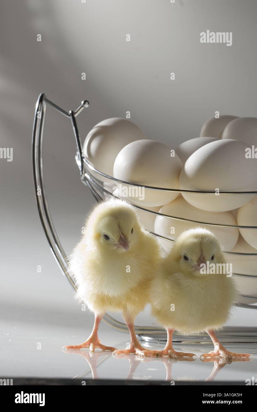 Poultry animal, chickens with eggs in steel bucket Stock Photo - Alamy