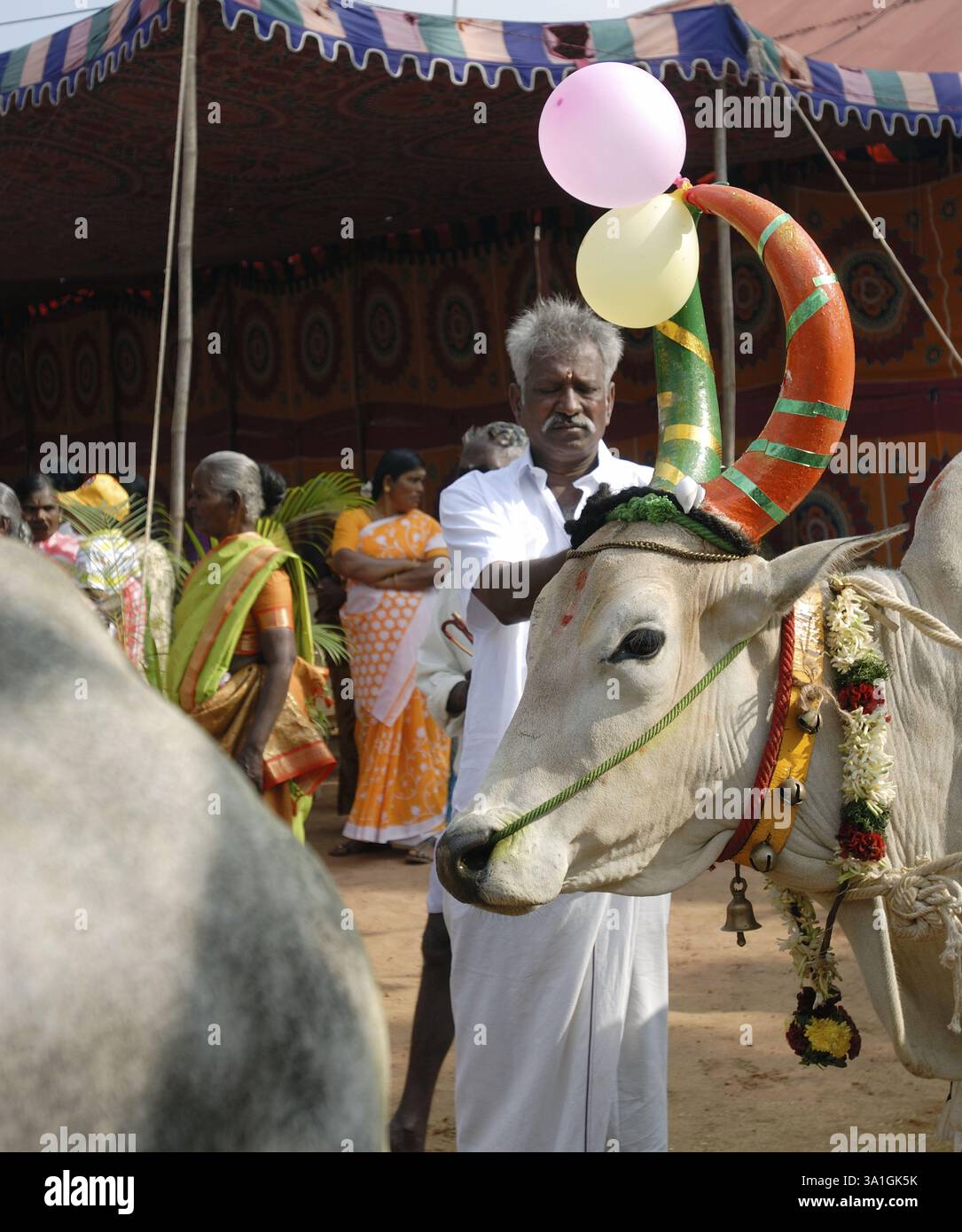 Decorated Cows and bullocks, farmers celebrating Pongal festival ...