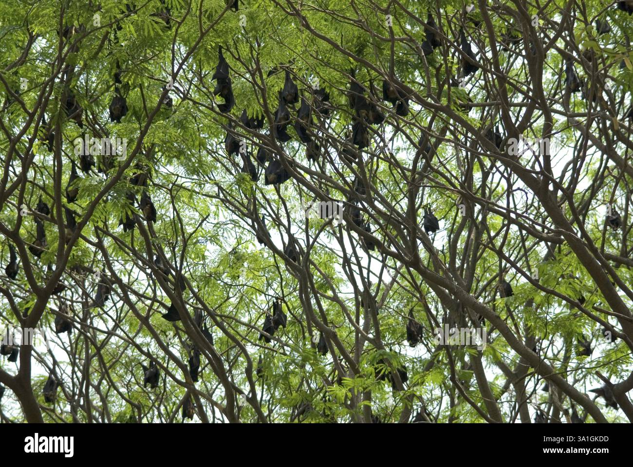 Bats on tree at jijamata garden in Bombay now Mumbai, Maharashtra ...
