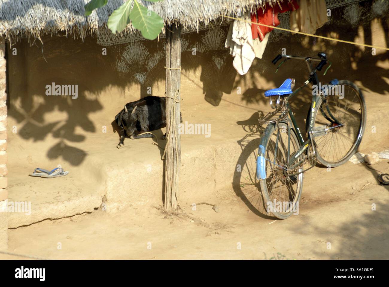 Village, hut, cycle, goat, hanging Cloth, Bhubaneswar, Orissa, India ...
