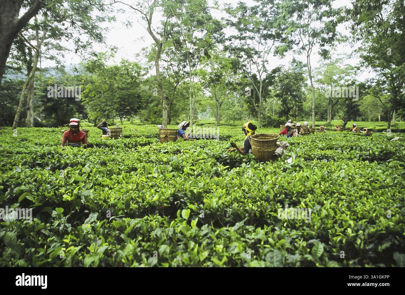 Women plucking tea leaves in tea garden, India, Asia Stock Photo - Alamy