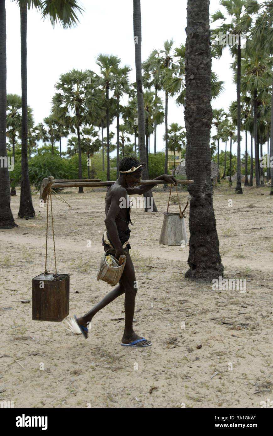 Palm sap collected by tapper near Tiruchendur, Tamil Nadu, India, Asia ...