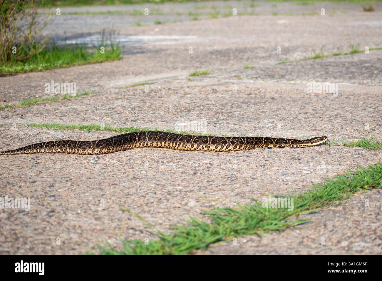 Bothrops alternatus, commonly called yarara, a highly venomous pit ...