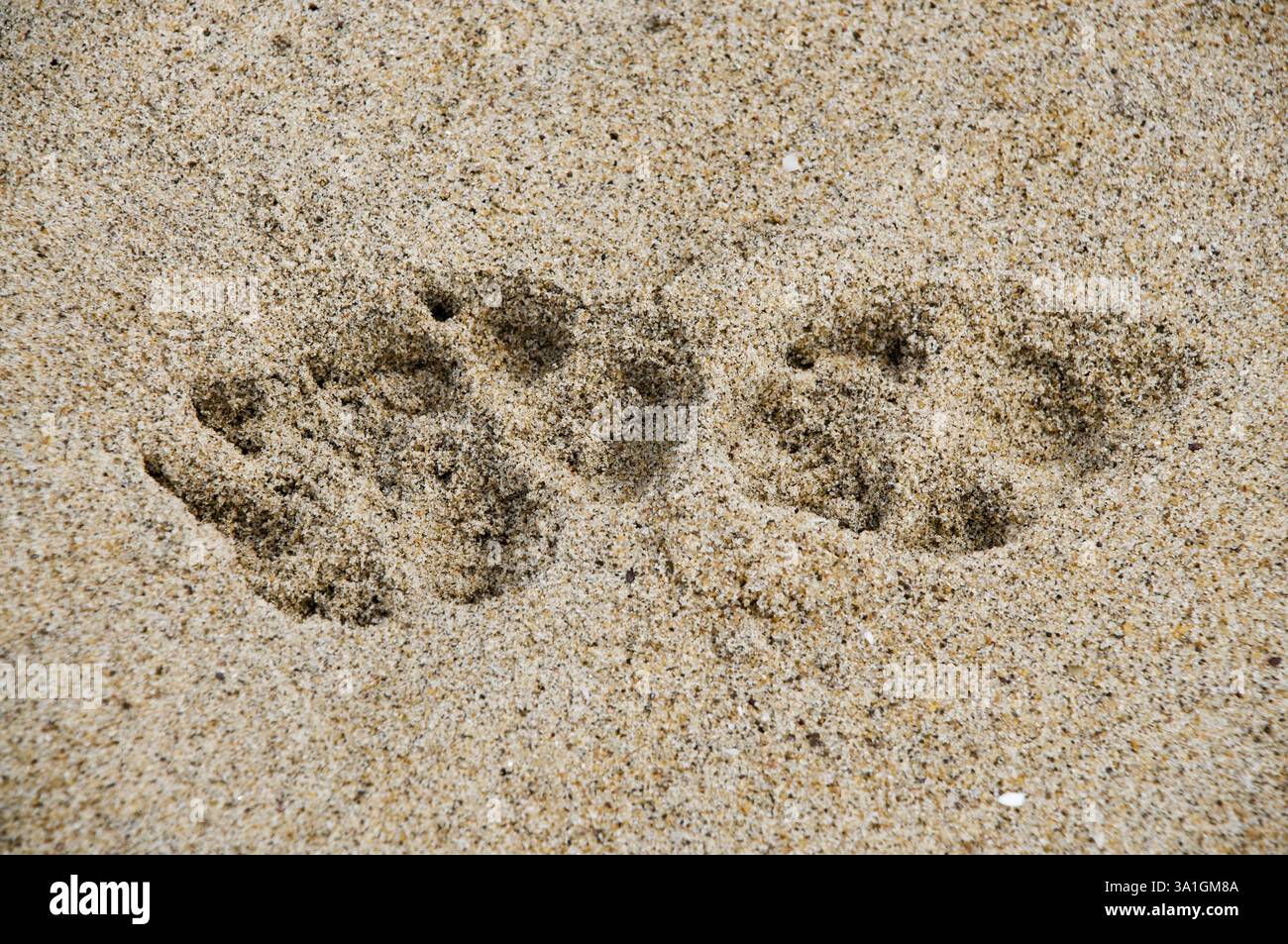 Foot marks at Devbaugh beach at Sindhudurgh, Maharashtra, India, Asia ...
