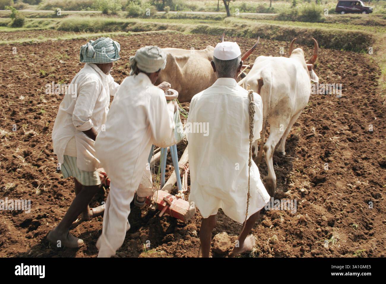 Maharashtrian farmers together ploughing agricultural field, Dhom Dam ...