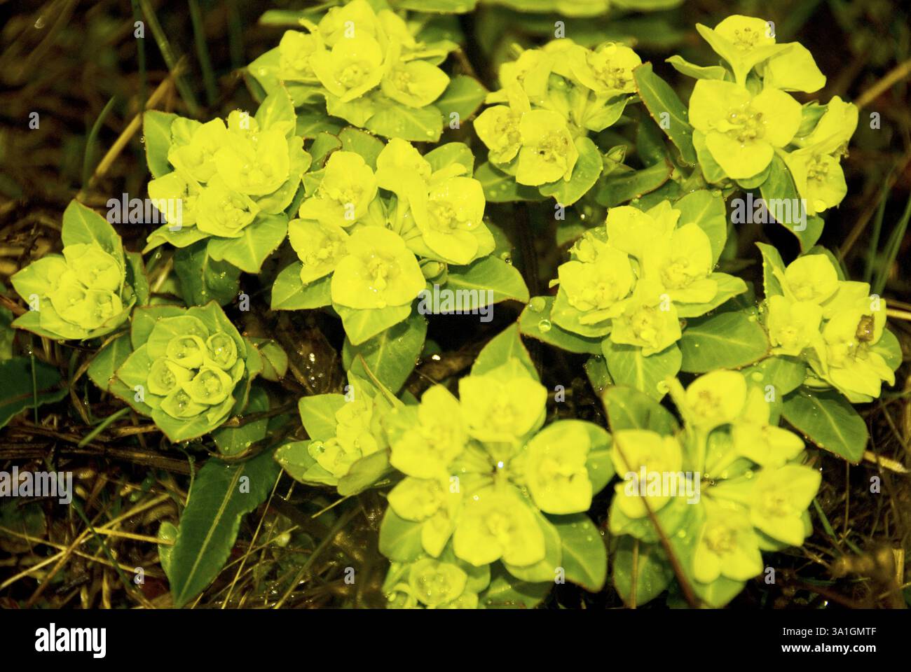 Wild flower, Yumthang, Sikkim, India, Asia Stock Photo - Alamy