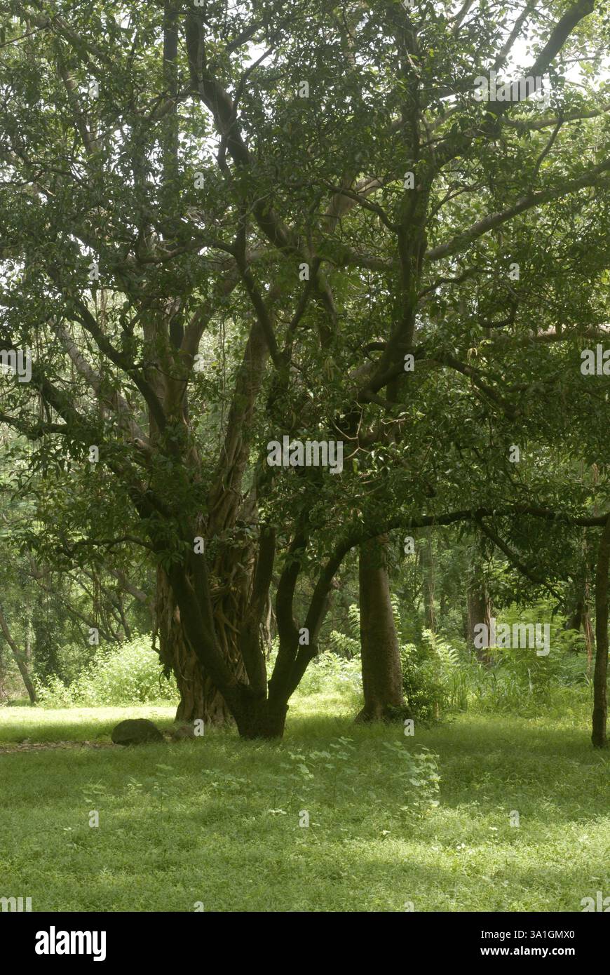 Dense forest of very old trees and lush green grass at Sanjay Gandhi ...
