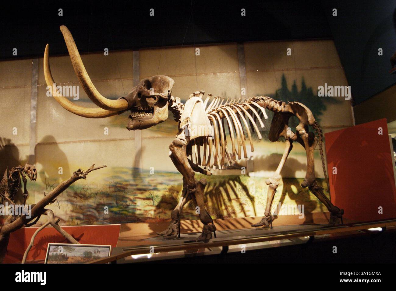 Skeleton of Mastodon 350 to 10 thousand years ago Stock Photo - Alamy