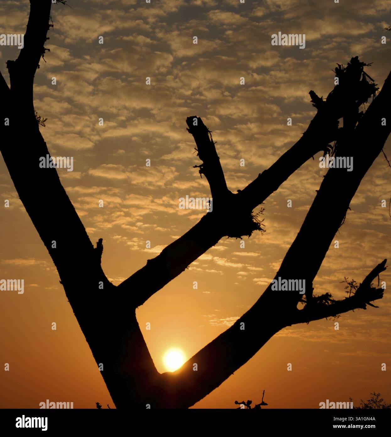 Sun rising behind trees, Ladnun, Rajasthan, India, Asia Stock Photo - Alamy