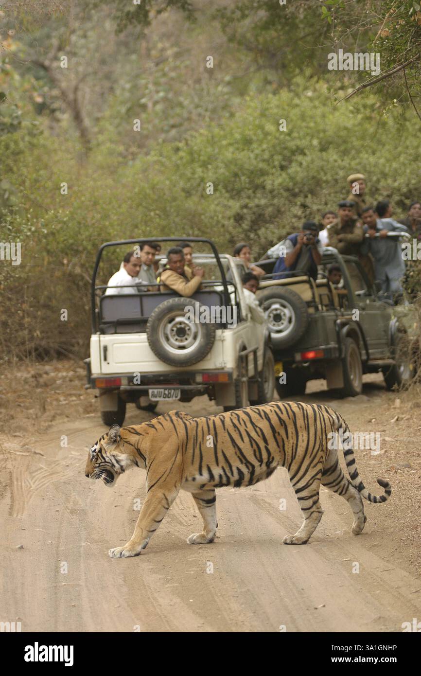 People on Safari of Tiger Panthera tigris crossing path in Corbett ...
