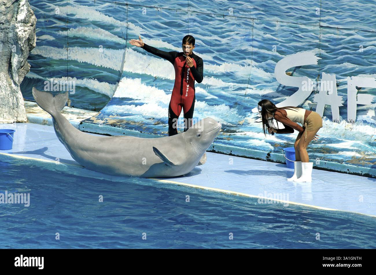 One dolphin communicating with the trainer out of the blue water at ...