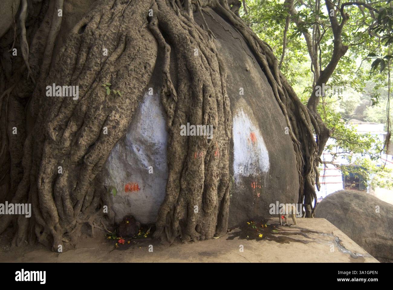 Aerial roots Chitrakoot Hill home to ancient Hanuman temple devotees ...
