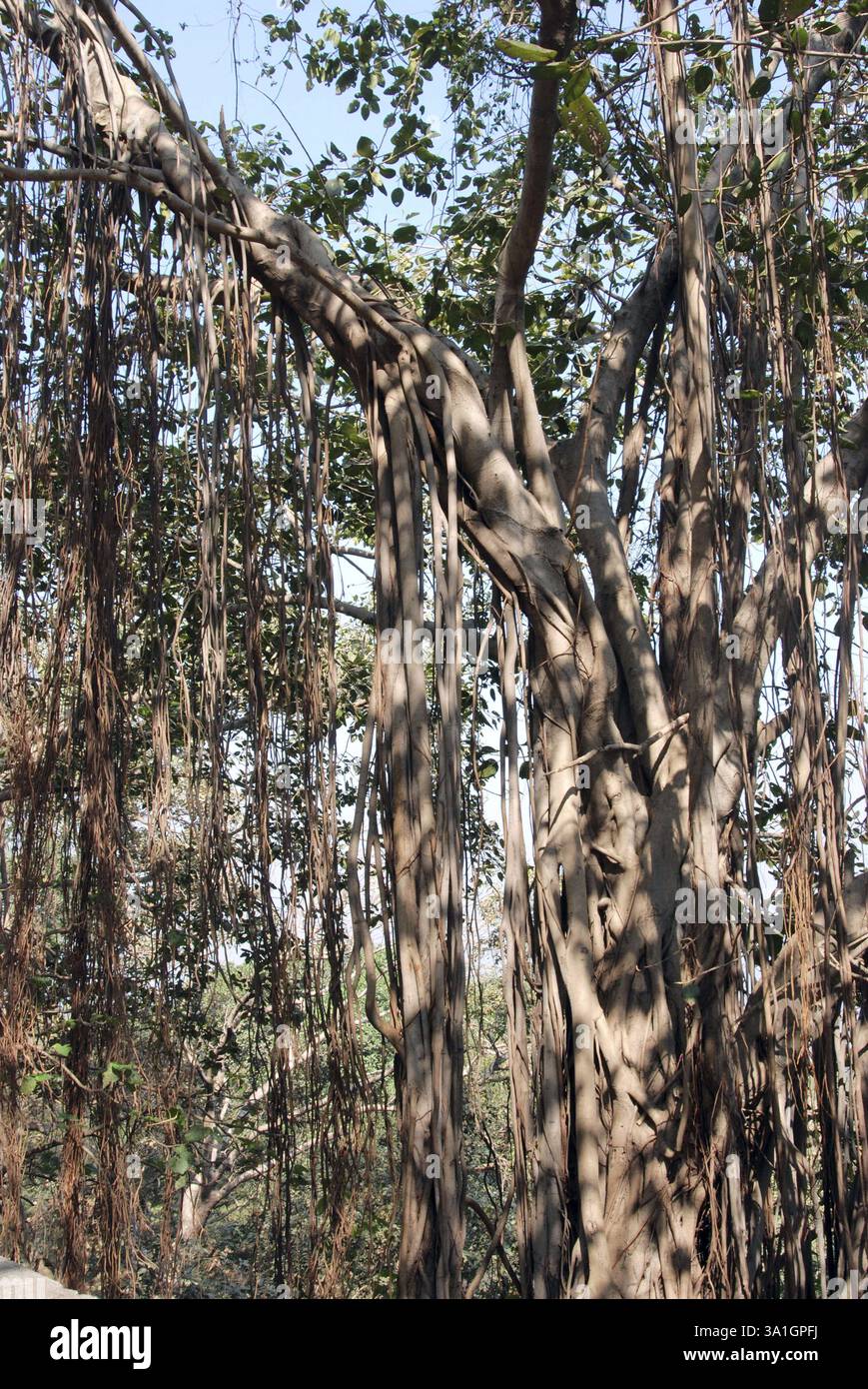 Oak Tree at Trimurti Elephanta Caves, Maharashtra, India, Asia Stock ...