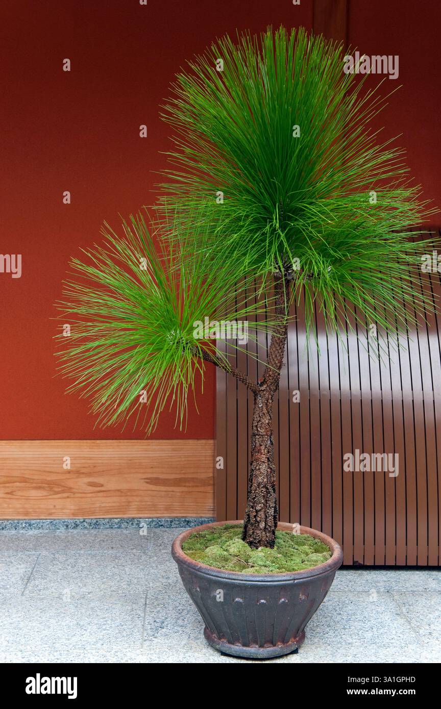 Kyoto machiya townhouse in Miyagawa-cho uses traditional architectural ...