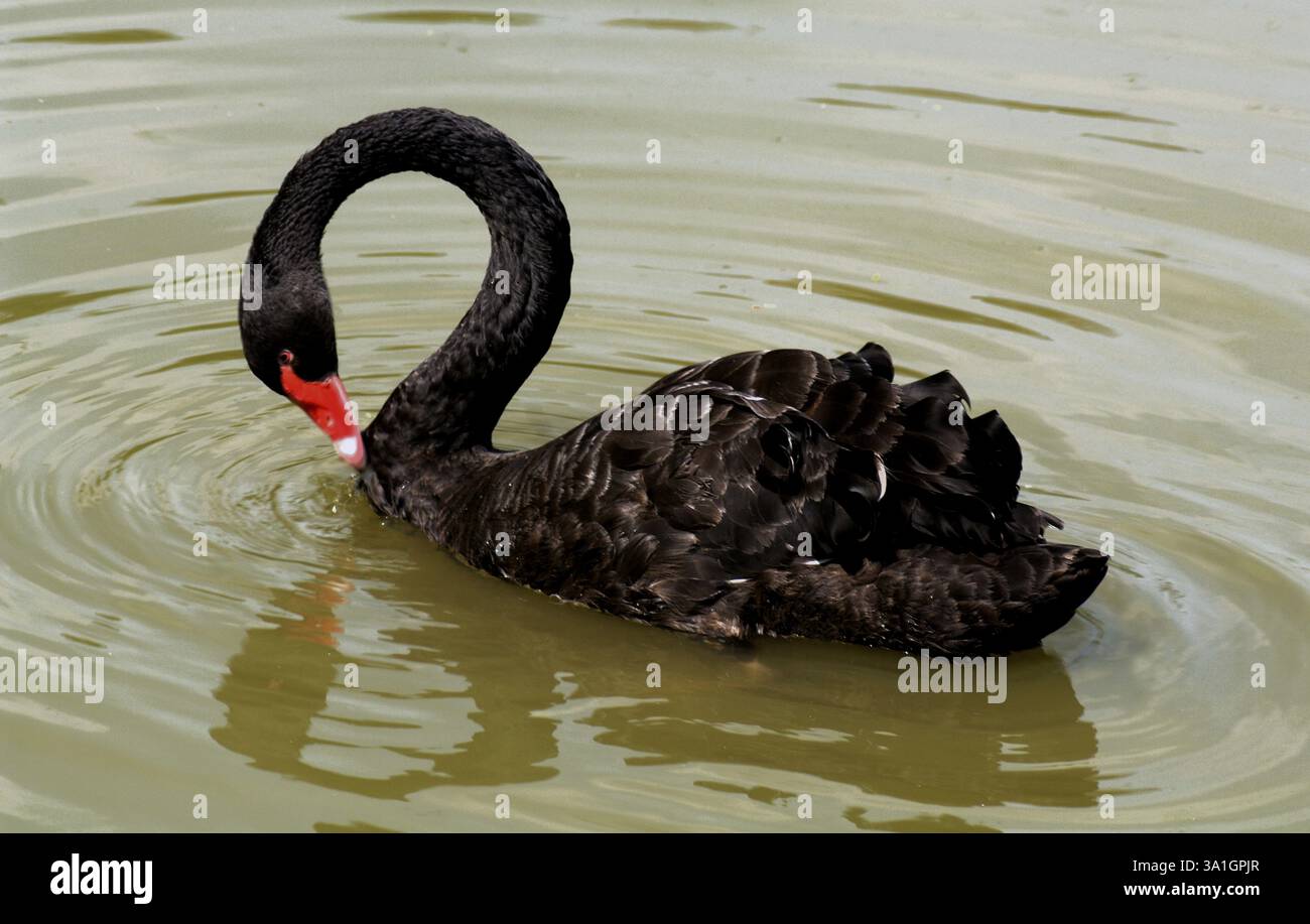 Birds, Black Swan in pond Safari world Bangkok, Thailand, South East ...