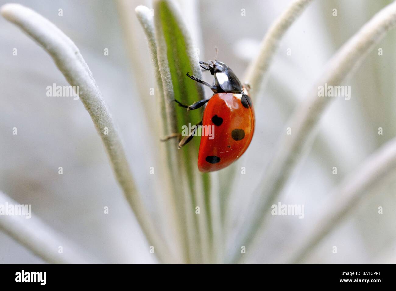 Berlin, Steglitz, Germany. 7th Mar, 2025. Ladybirds (Coccinellidae) are hemispherical, flying ...