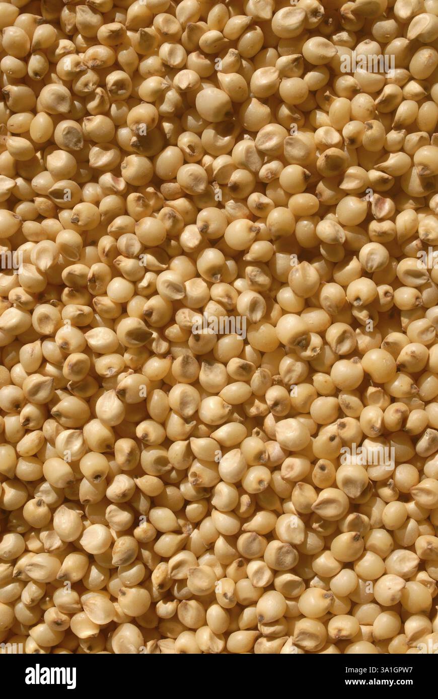 Jawar grains, Bombay now Mumbai, Maharashtra, India, Asia Stock Photo ...