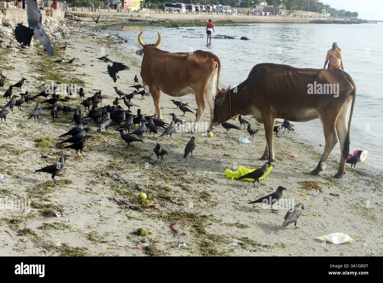 Cows and crows eating material thrown by worshipers at Agnitheertham ...