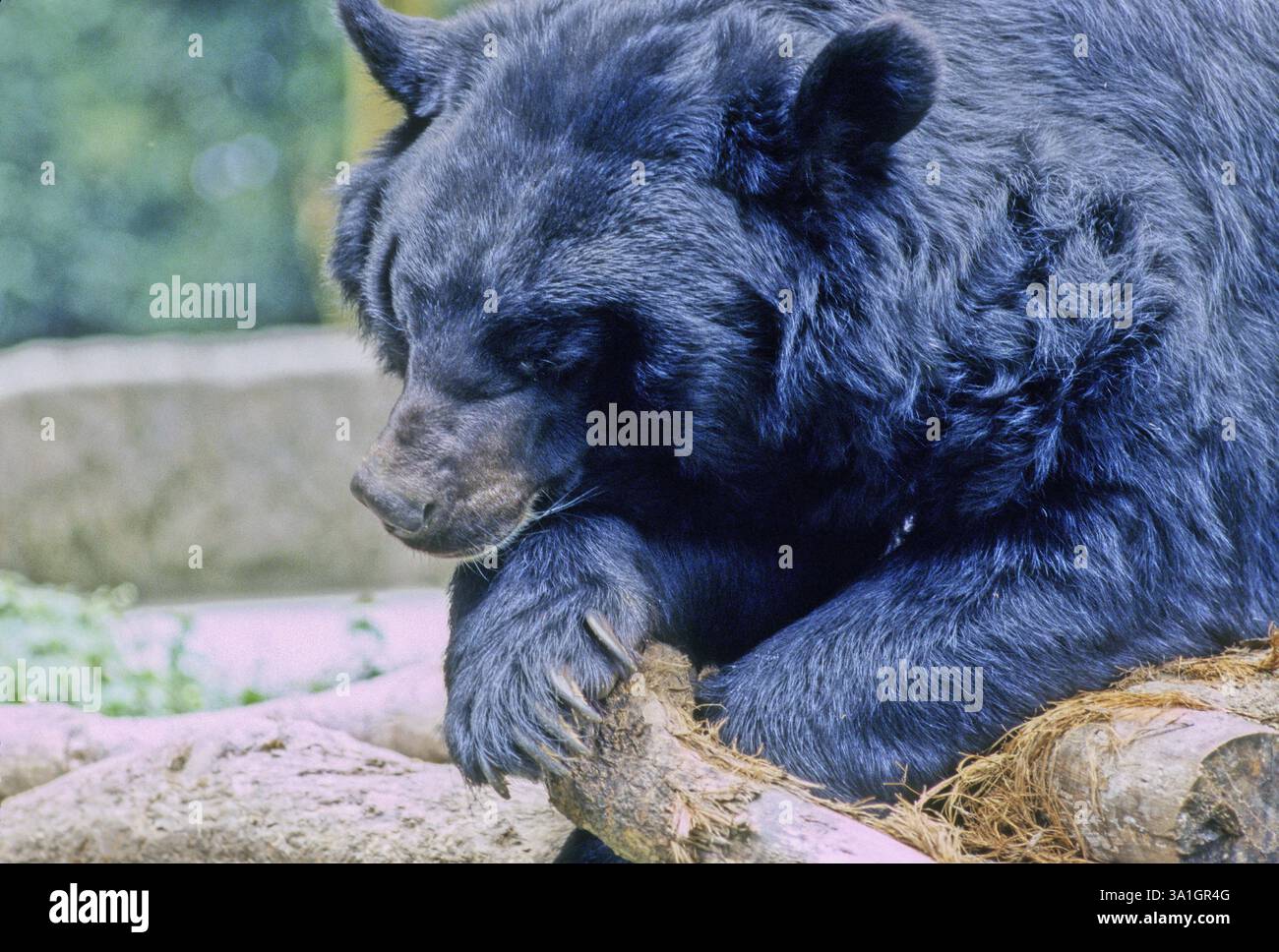 Himalayan Black Bear (Selenarctos thibetanus) at Himalayan Zoo ...