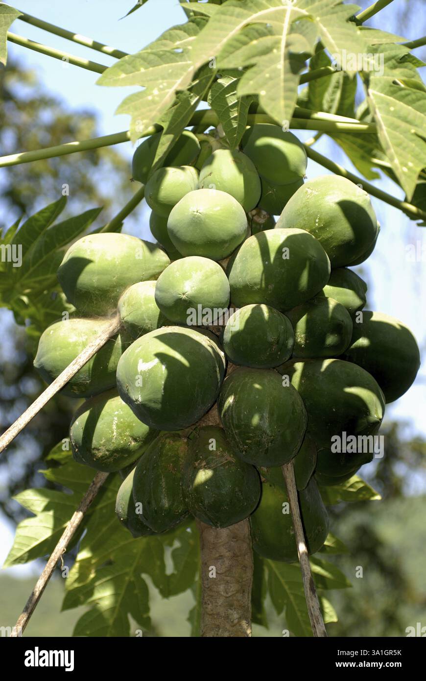 A bunch of Papayas on tree, fruit, Dive Agar, Konkan coast, near ...