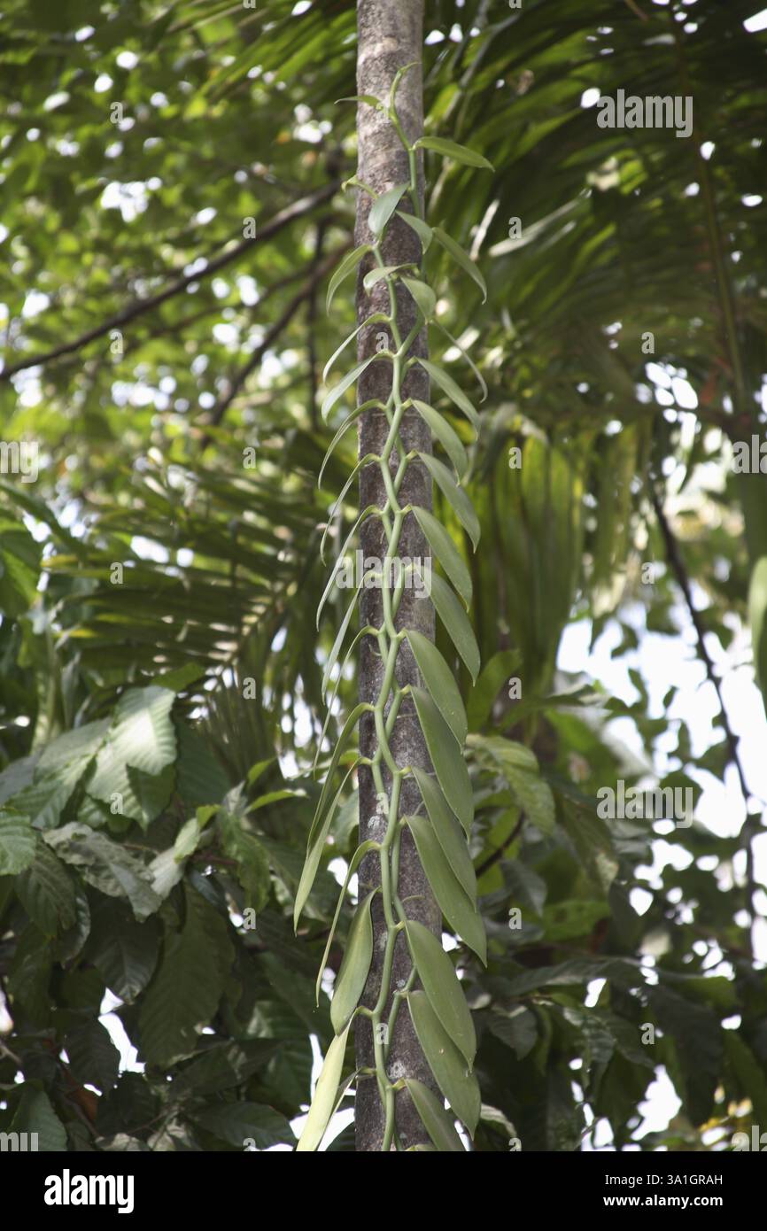 Vanilla creeper plant Latin name Vanilla planifolia food flavour ...